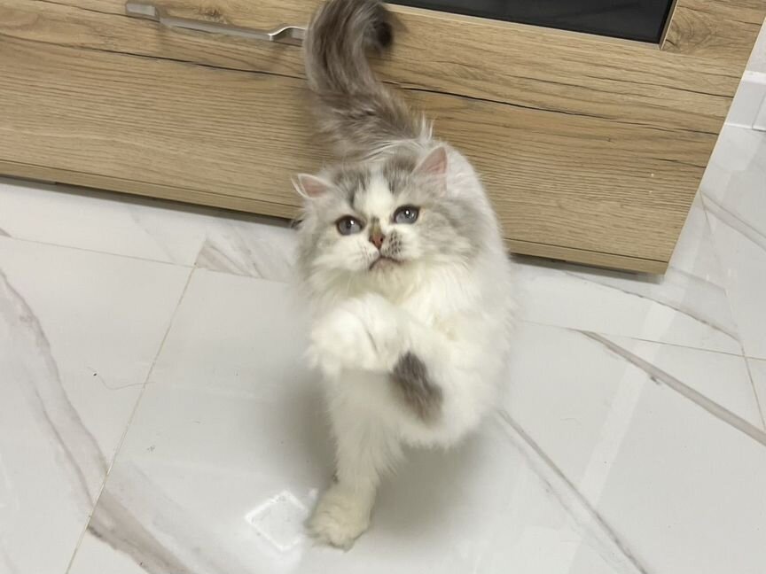 Хайленд страйт девочка