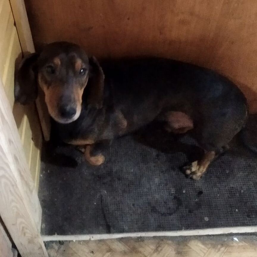 Такса в добрые руки бесплатно