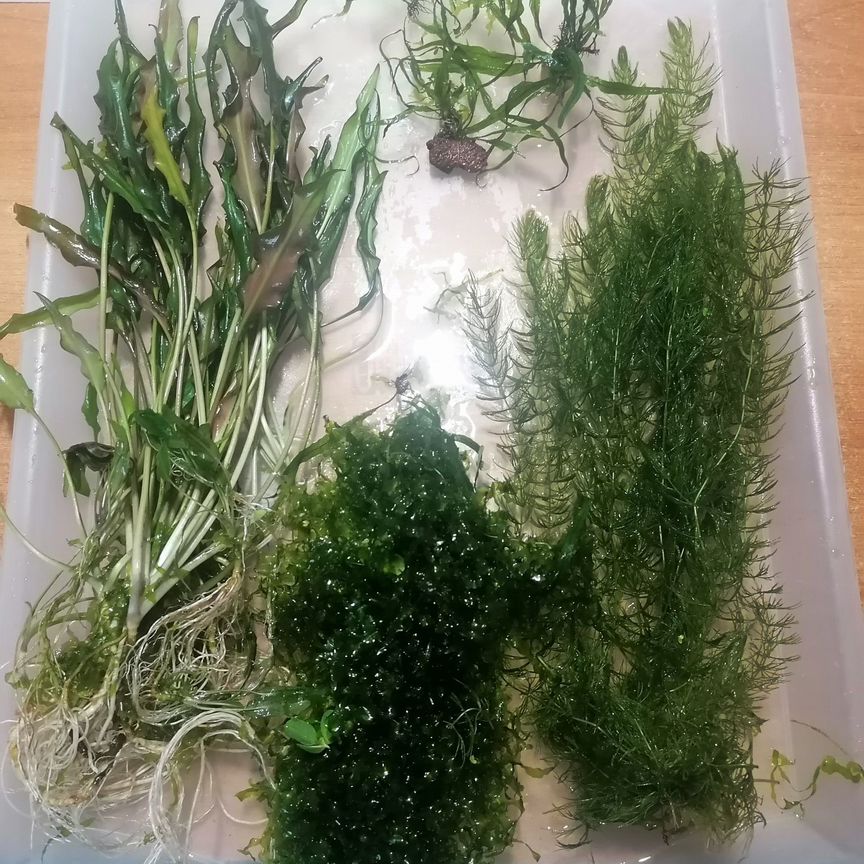 Растения для аквариума, прополка