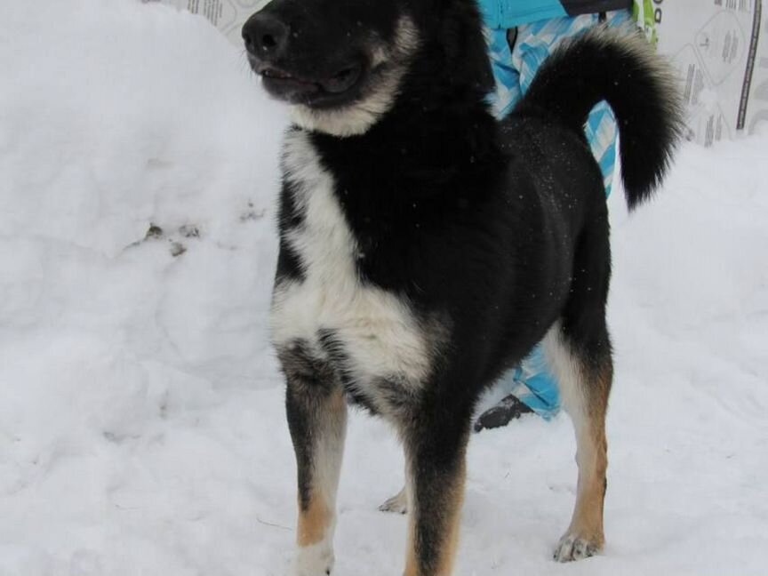 Гектор, собака в поиске дома