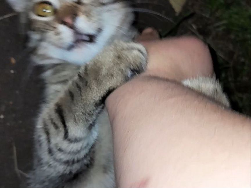 Кошка Чипусик