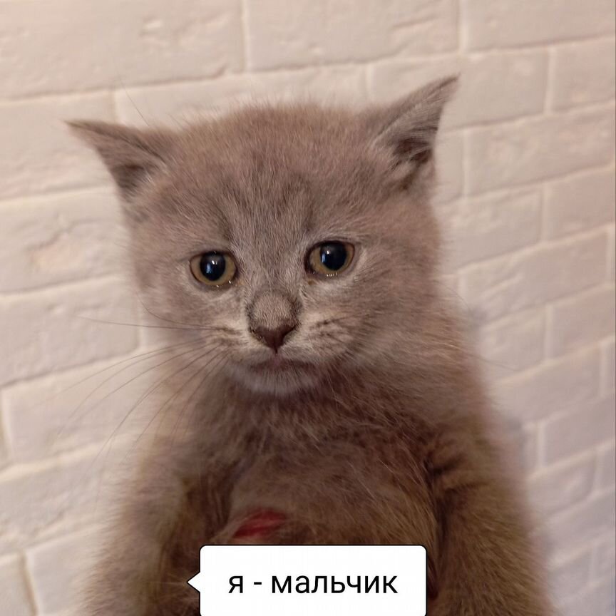 Отдам в добрые руки котят