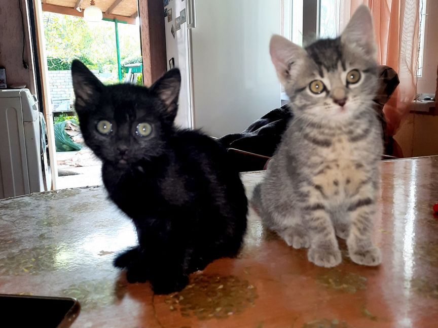 Котята в добрые руки