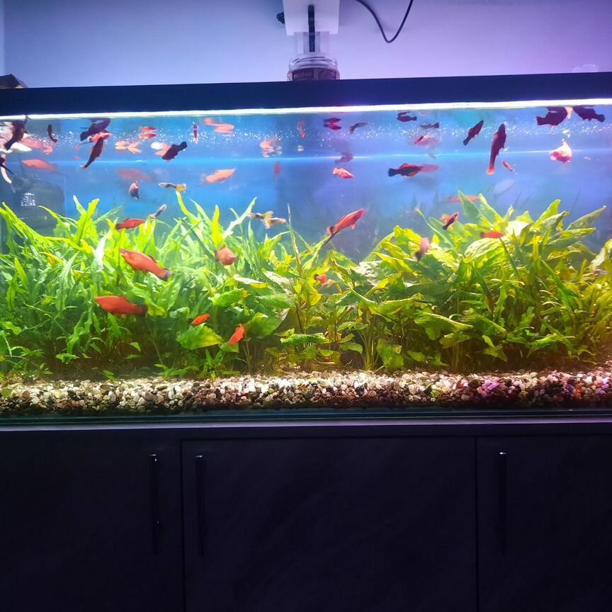 Вода из аквариума