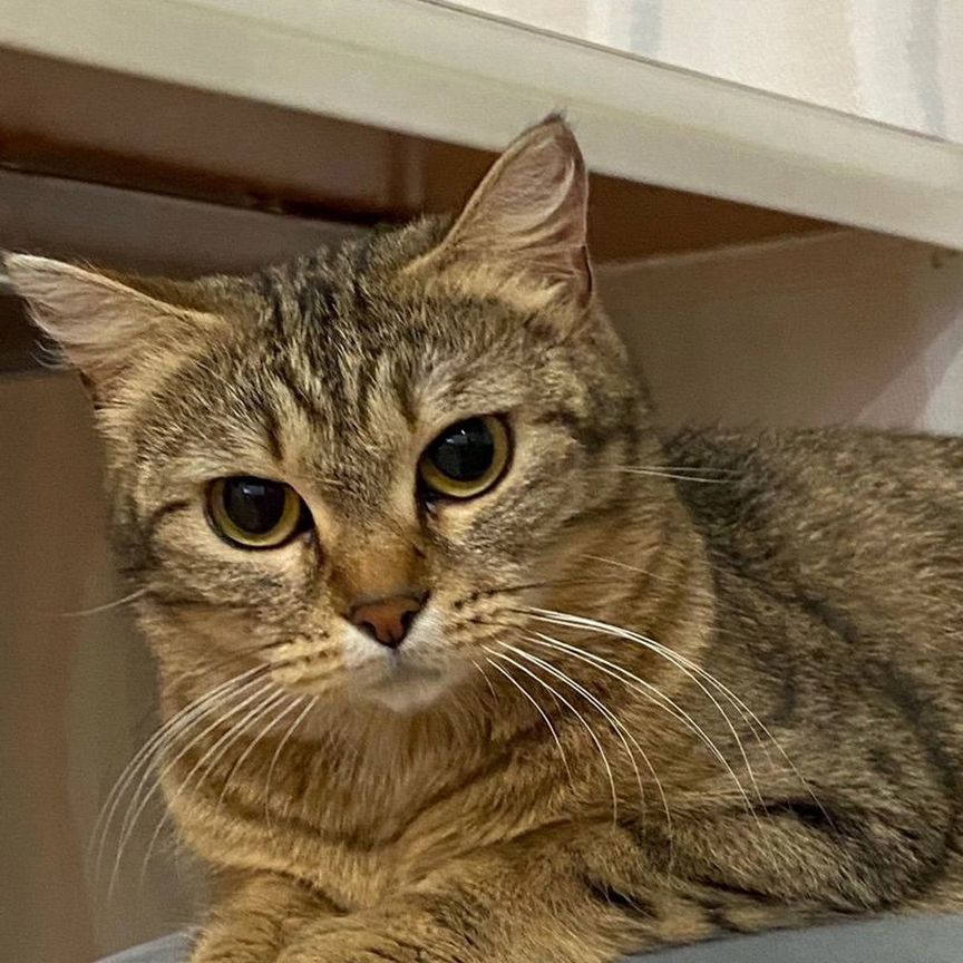 Кошечка и кот в добрые руки