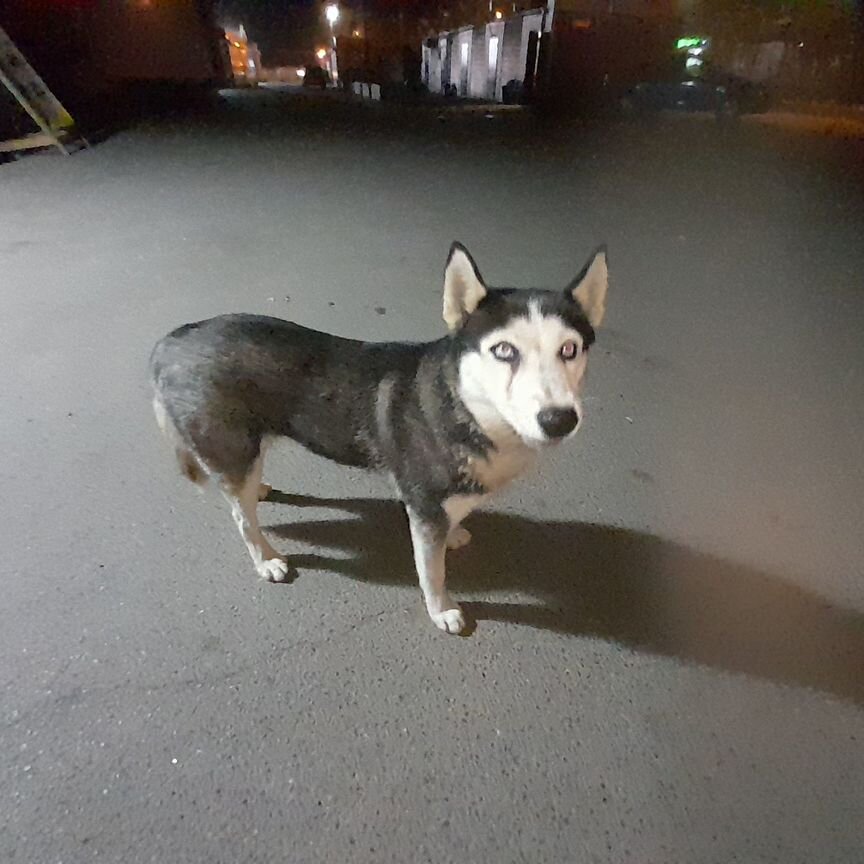 Лайка хаски Авиастроительный