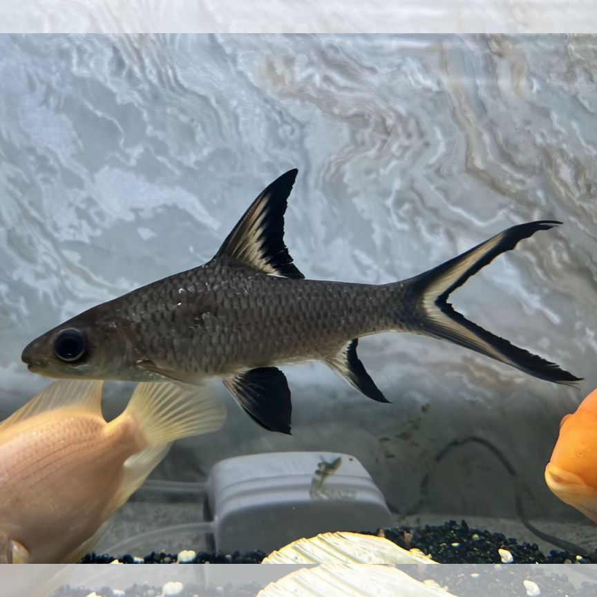 Рыбка акулий балу