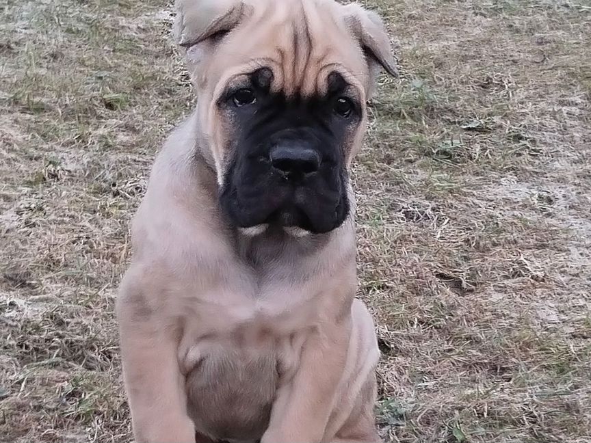 Шикарные девочки кане корсо