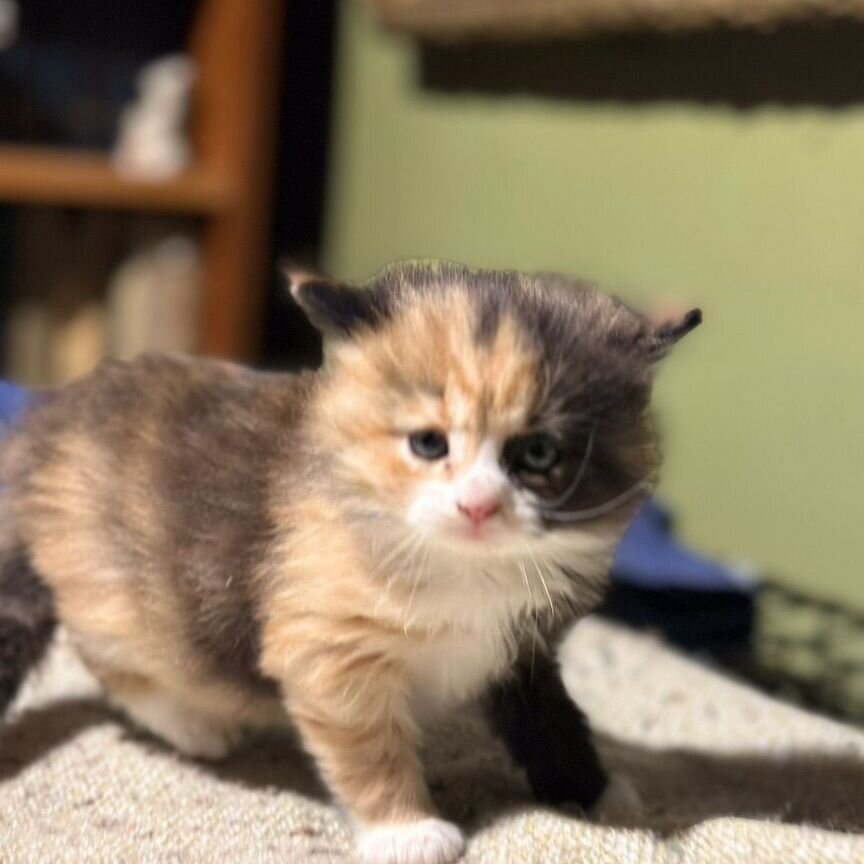 Котенок в добрые руки