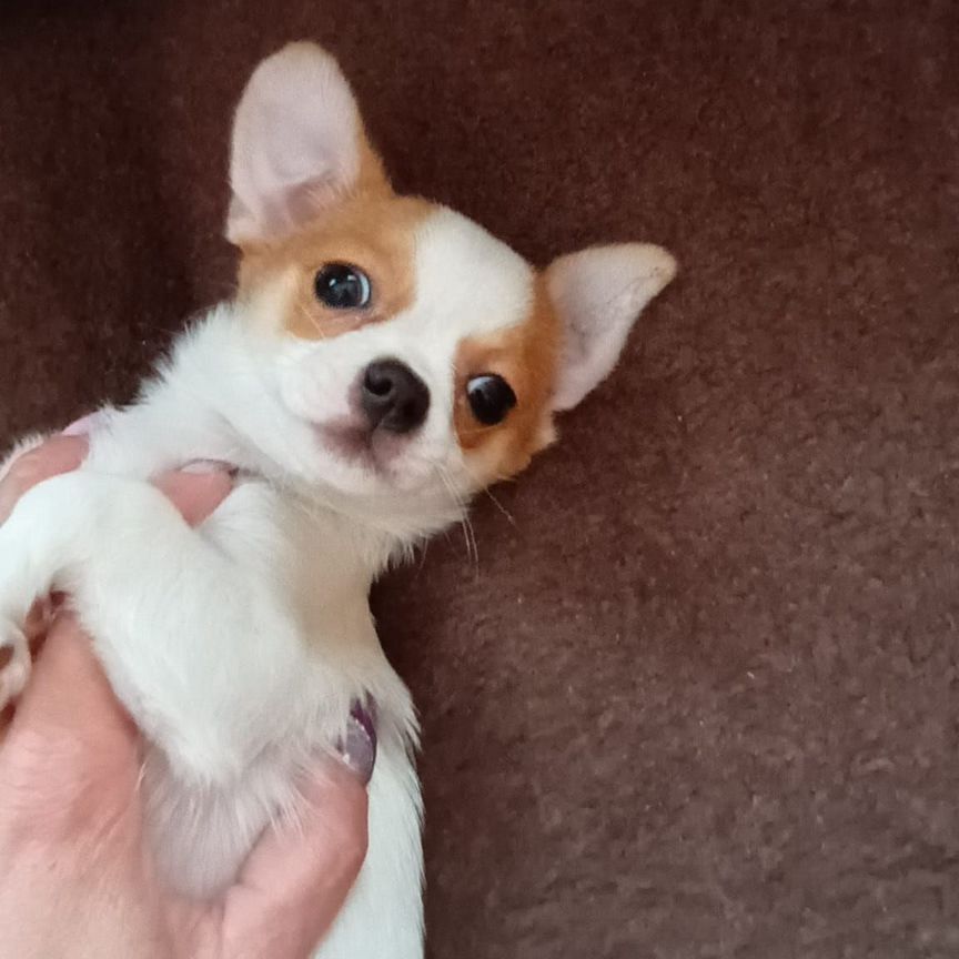 Той-терьер и чихуахуа