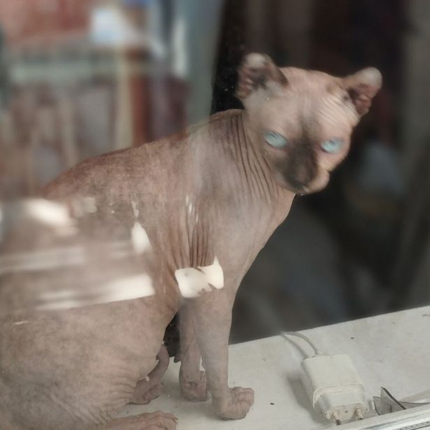Кошка сфинкс эльф