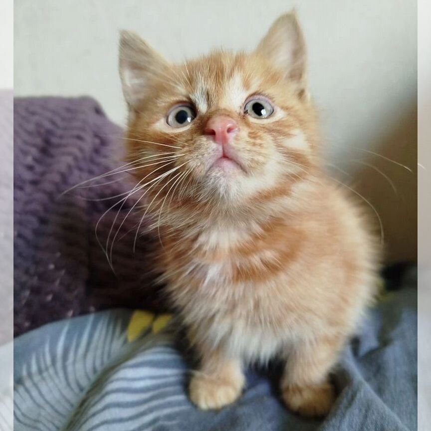 Котёнок в добрые руки