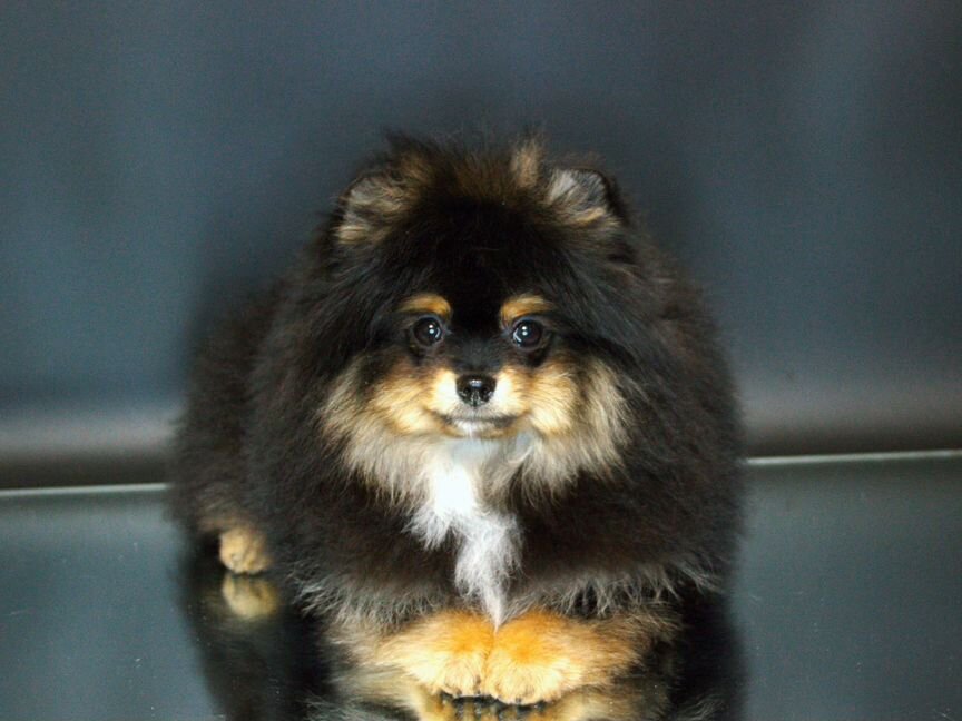 Померанский шпиц мальчик