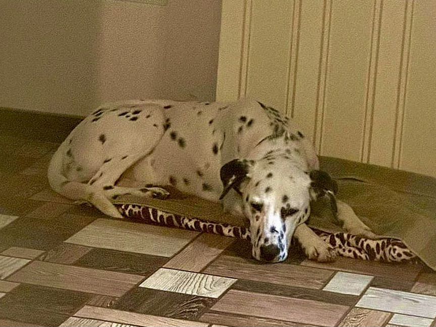 Далматин в беде в добрые руки