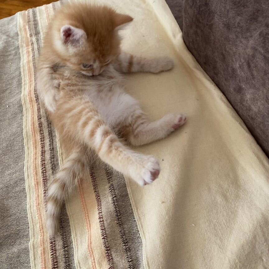 Котенок