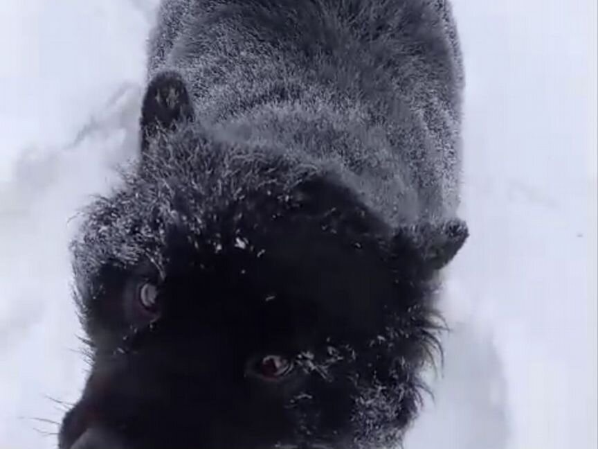 Девочка ищет дом