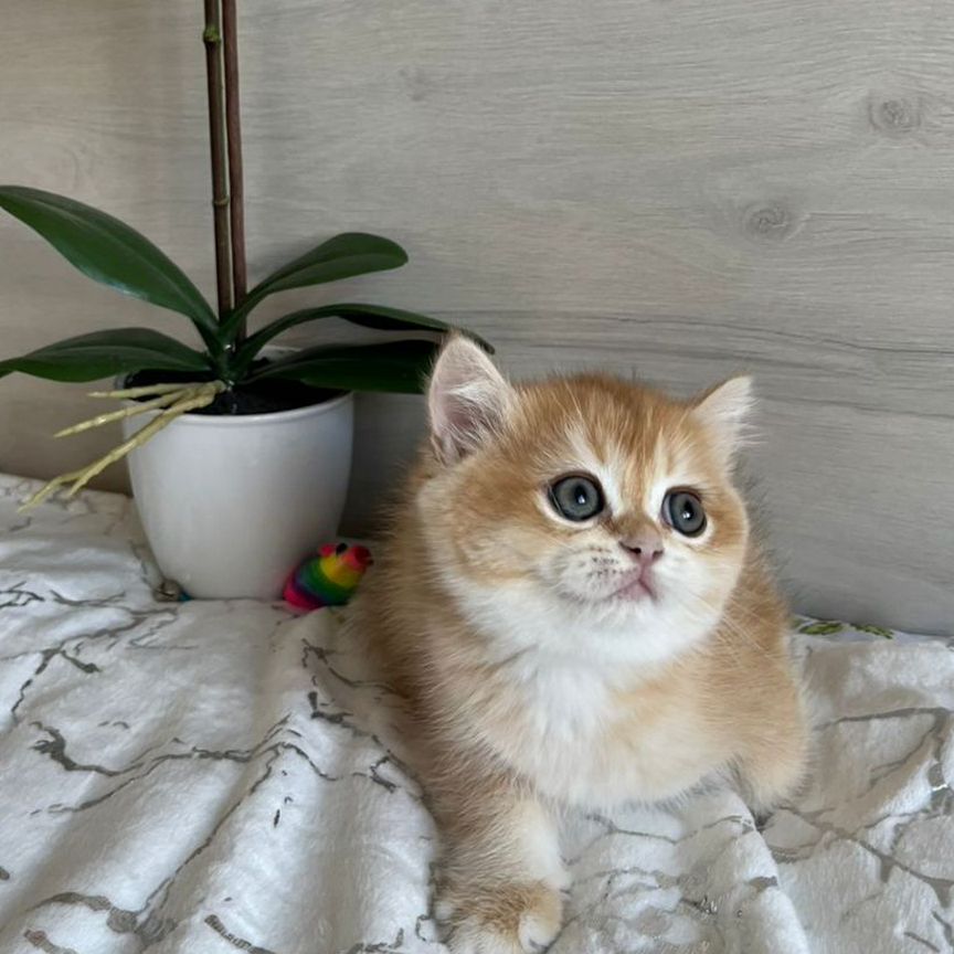 Британские котята Золотая шиншилла