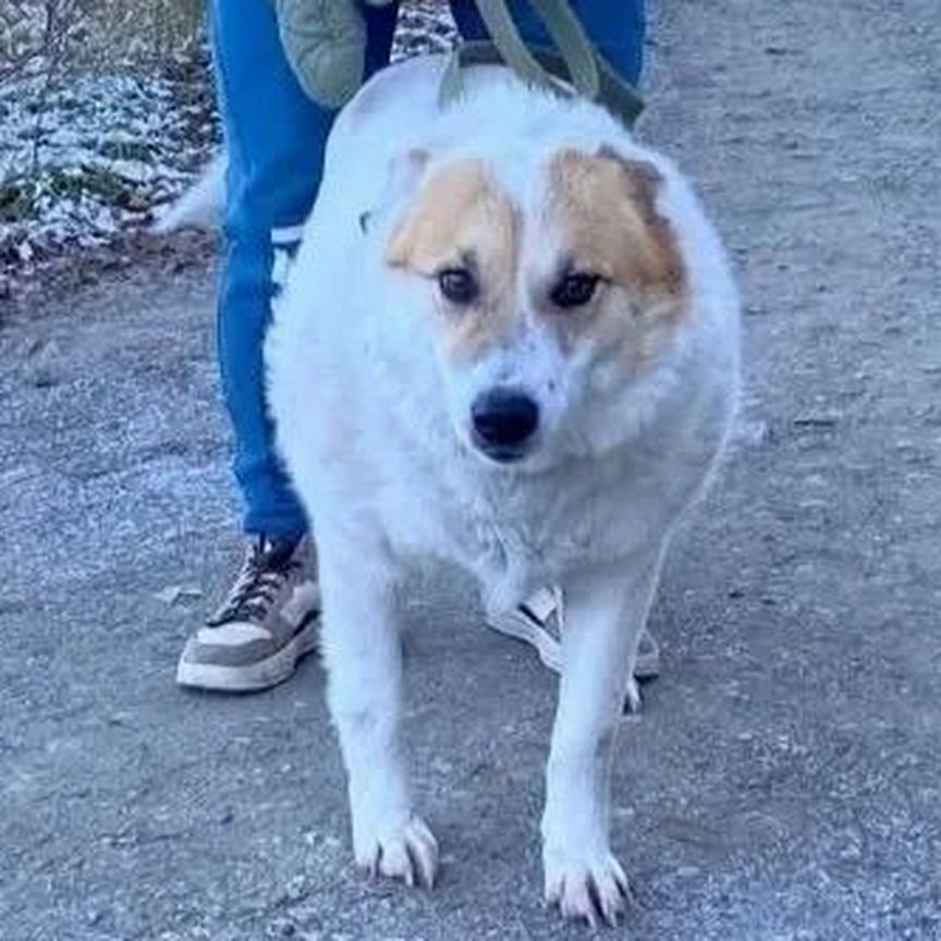 Взрослая собака в добрые руки