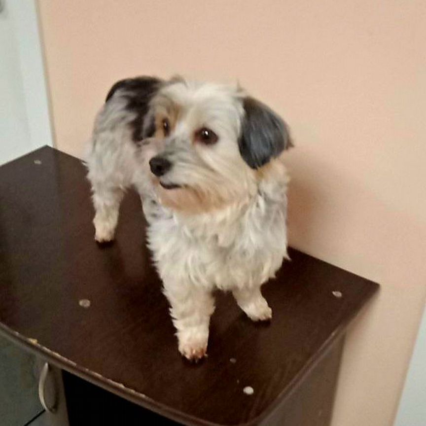Маленькая собака из приюта ищет дом