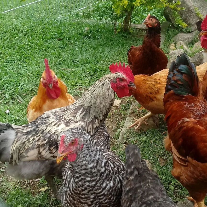 Куры несушки доставим сегодня