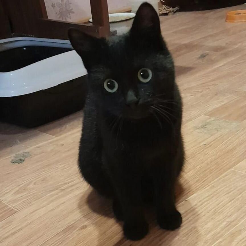 Котёнок в добрые руки