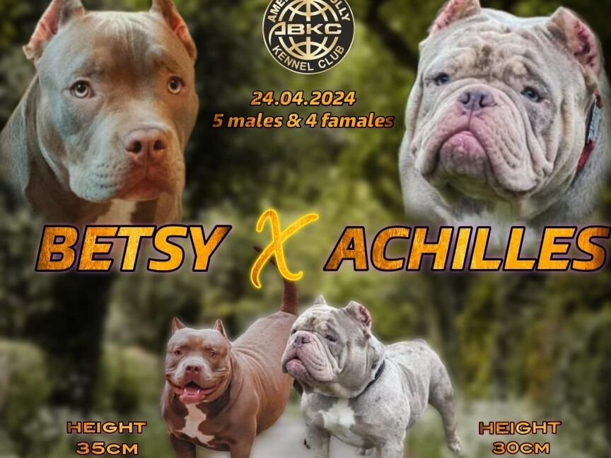 Американский Булли покет щенки