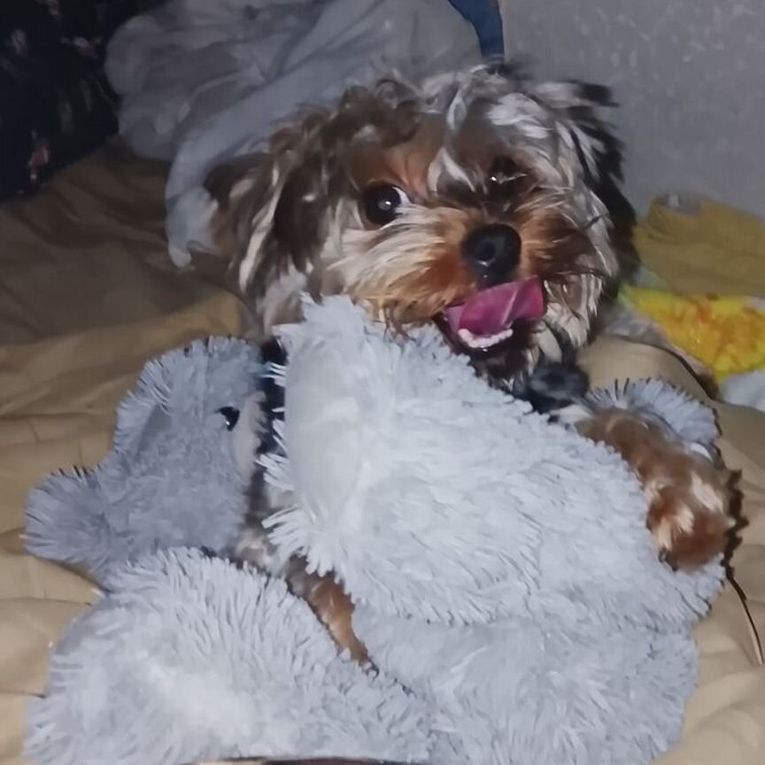 Йоркширский терьер, взрослый пёс