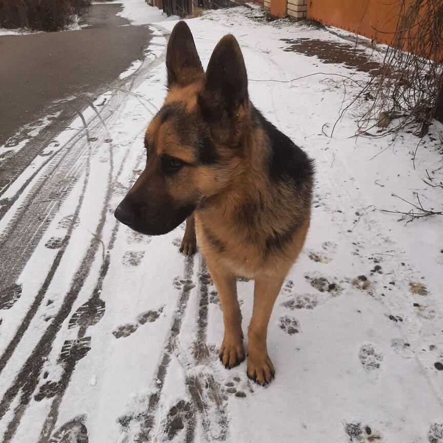 Немецкая овчарка в добрые руки