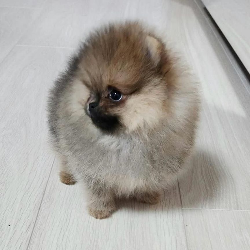 Померанский шпиц тип мишка мини