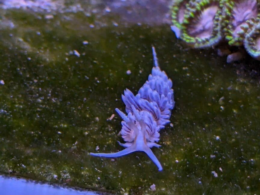 Бергии 1-2см