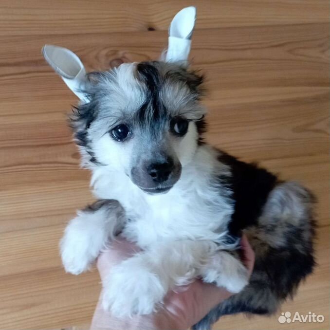 Малюсенький пуховичёк