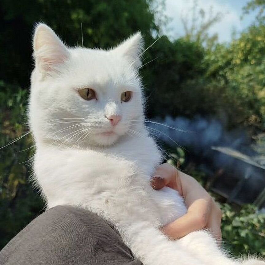 Продается кошечка