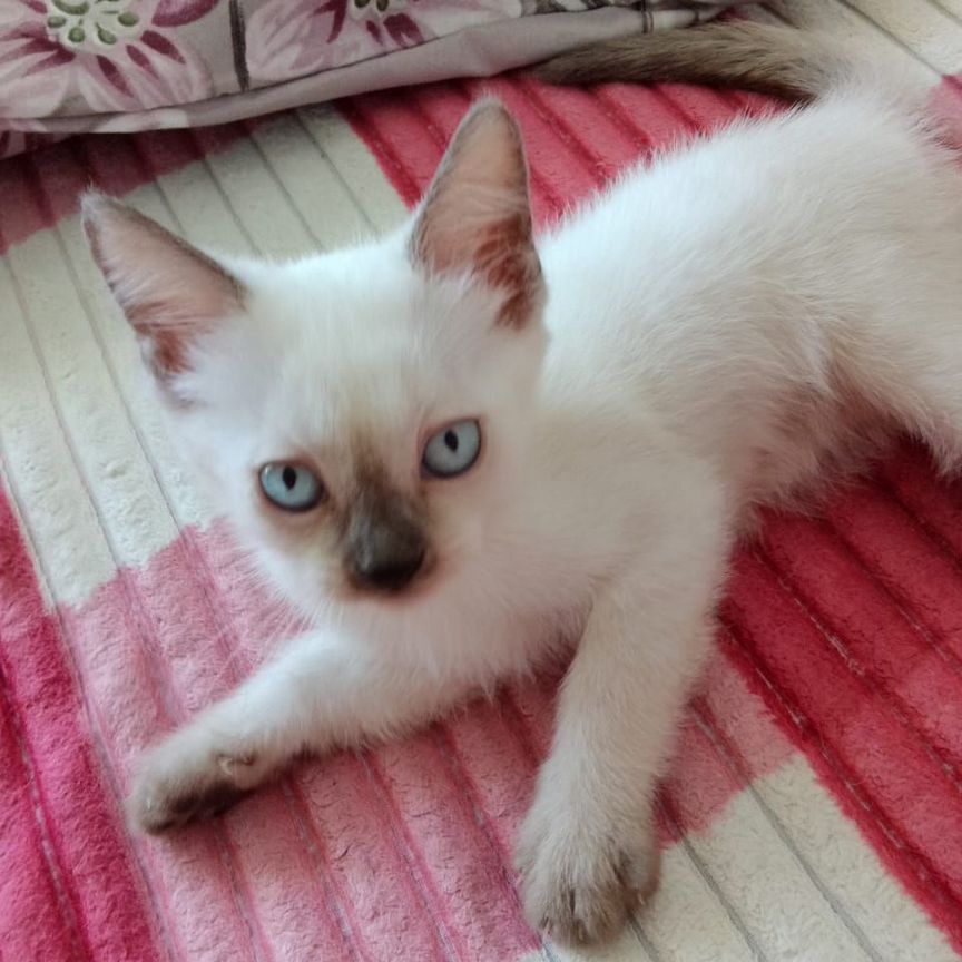 Котята в добрые руки приучены к лотку