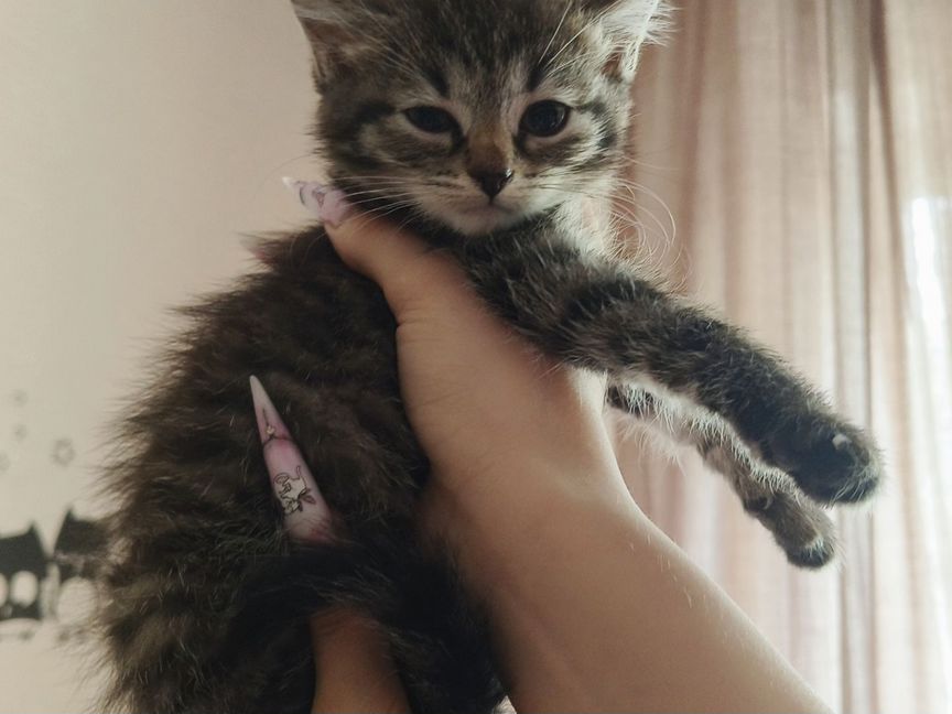 Кошка-стесняшка Наталья