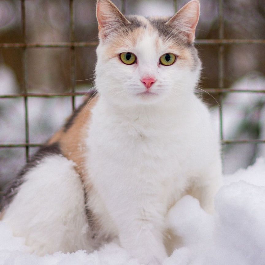 Взрослая, Девочка кошка в добрые руки