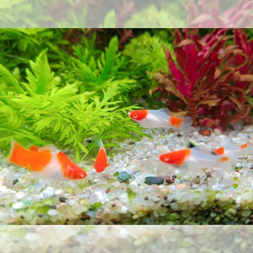 Меченосцы Кохаку (самцы) обмен