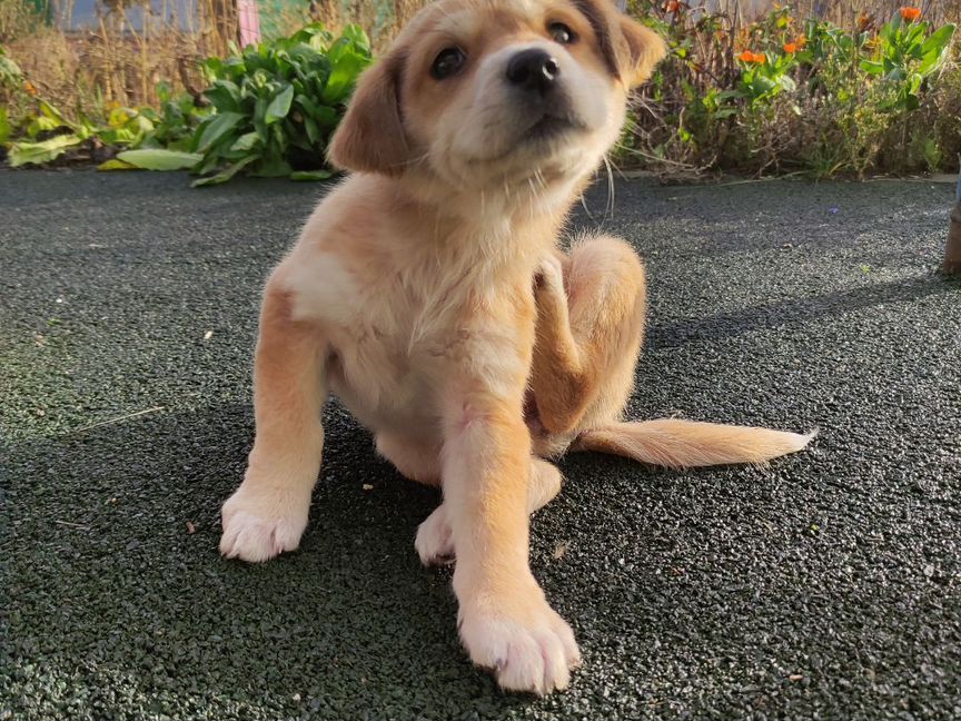 Собака в добрые руки отдам бесплатно