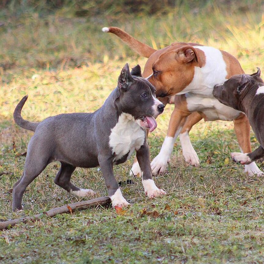 Крупная девочка Ам. Стафф 3.5 месяца