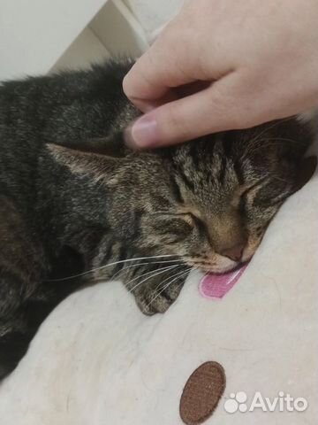 Коту некуда идти с 10.06