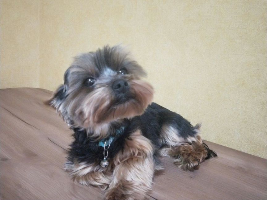 Йоркширский терьер мини