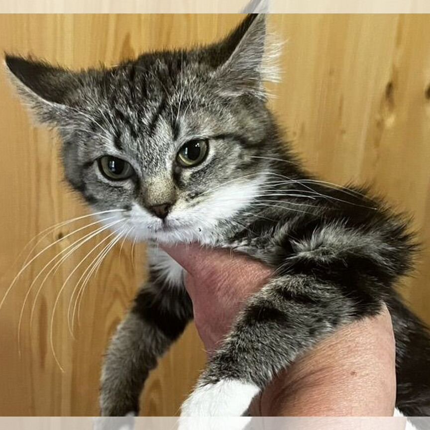 Котёнок в добрые руки