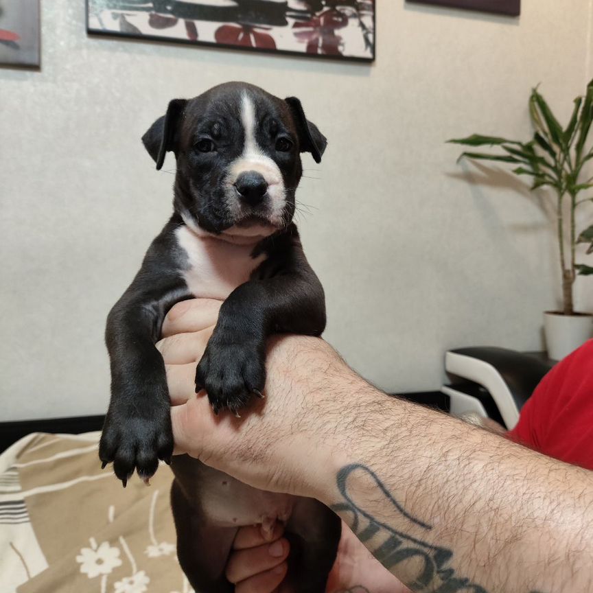 Американский стаффордширский терьер, щенок