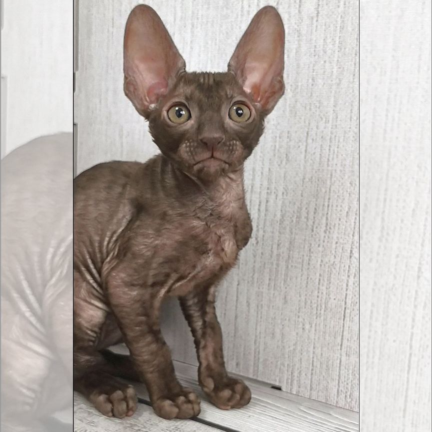 Корниш-рекс котёнок
