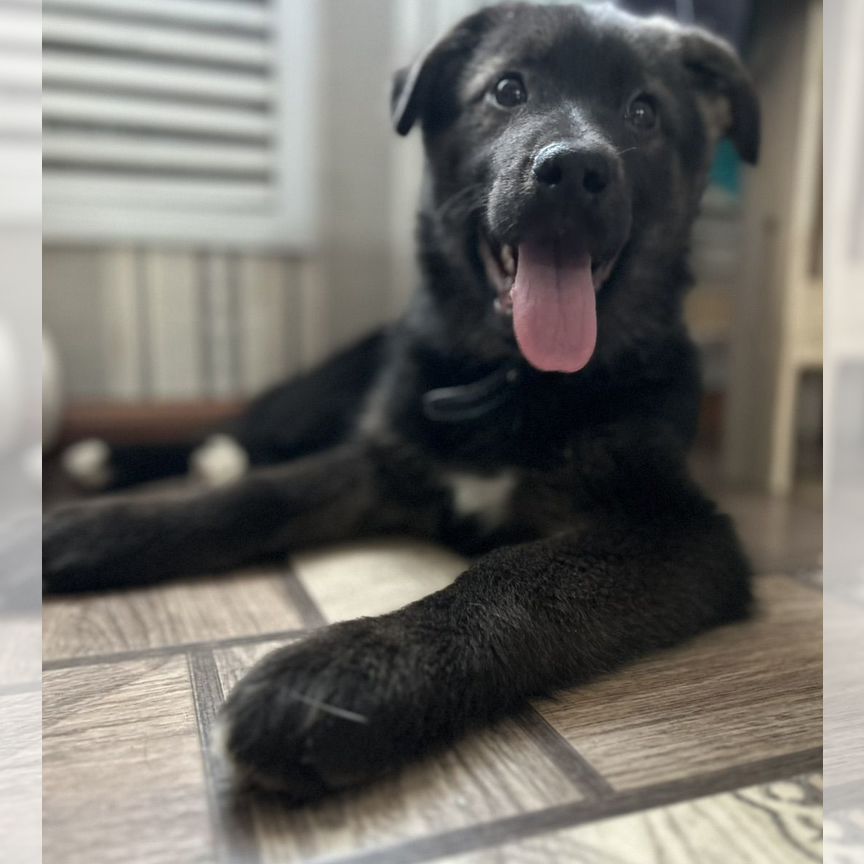 В добрые руки