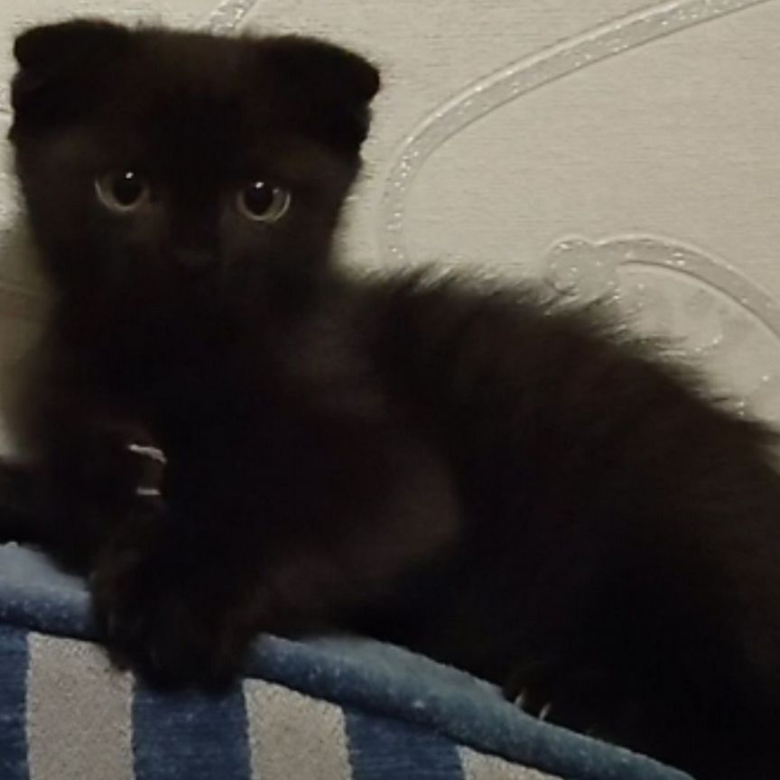 Шотландские вислоухие котята черные