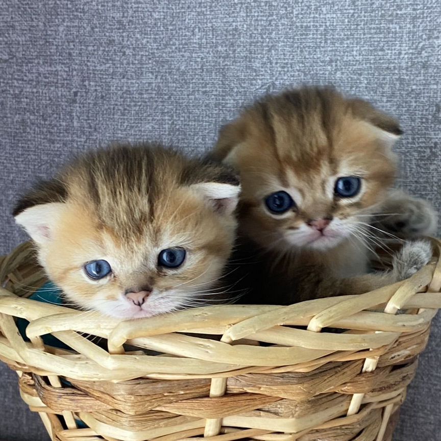 Котята золотая шиншилла, темное золото вислоухие