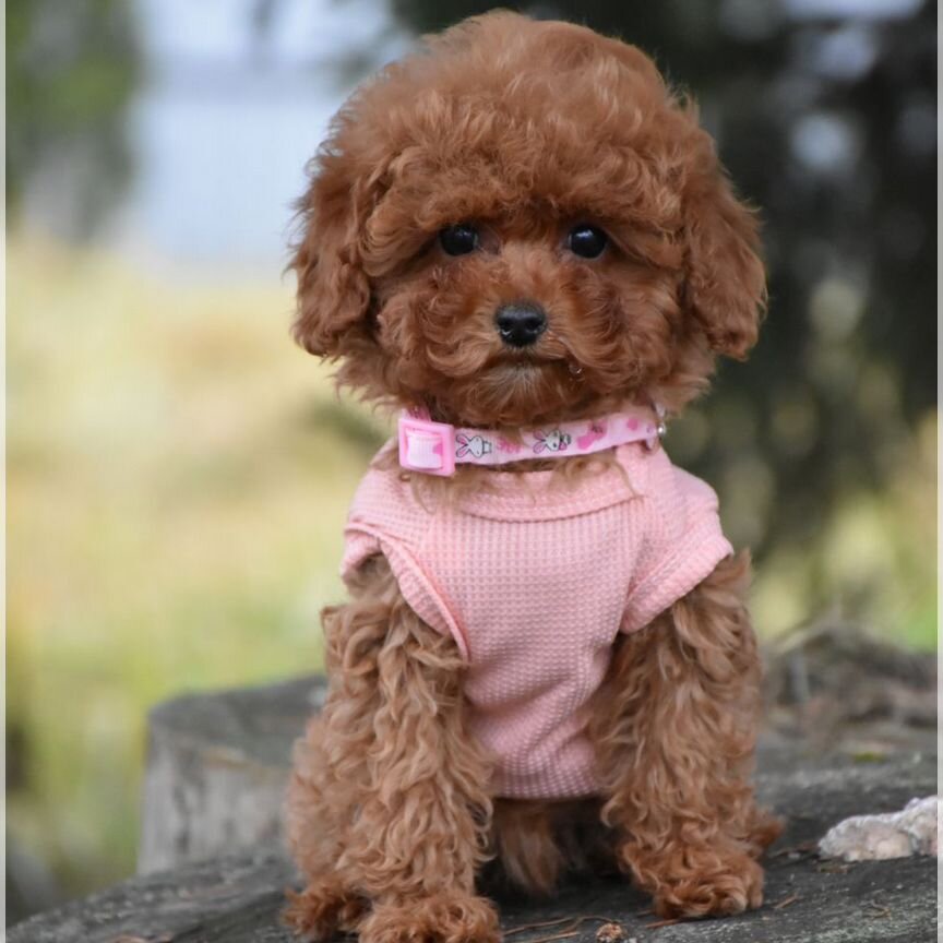 Той-пудель, щенок