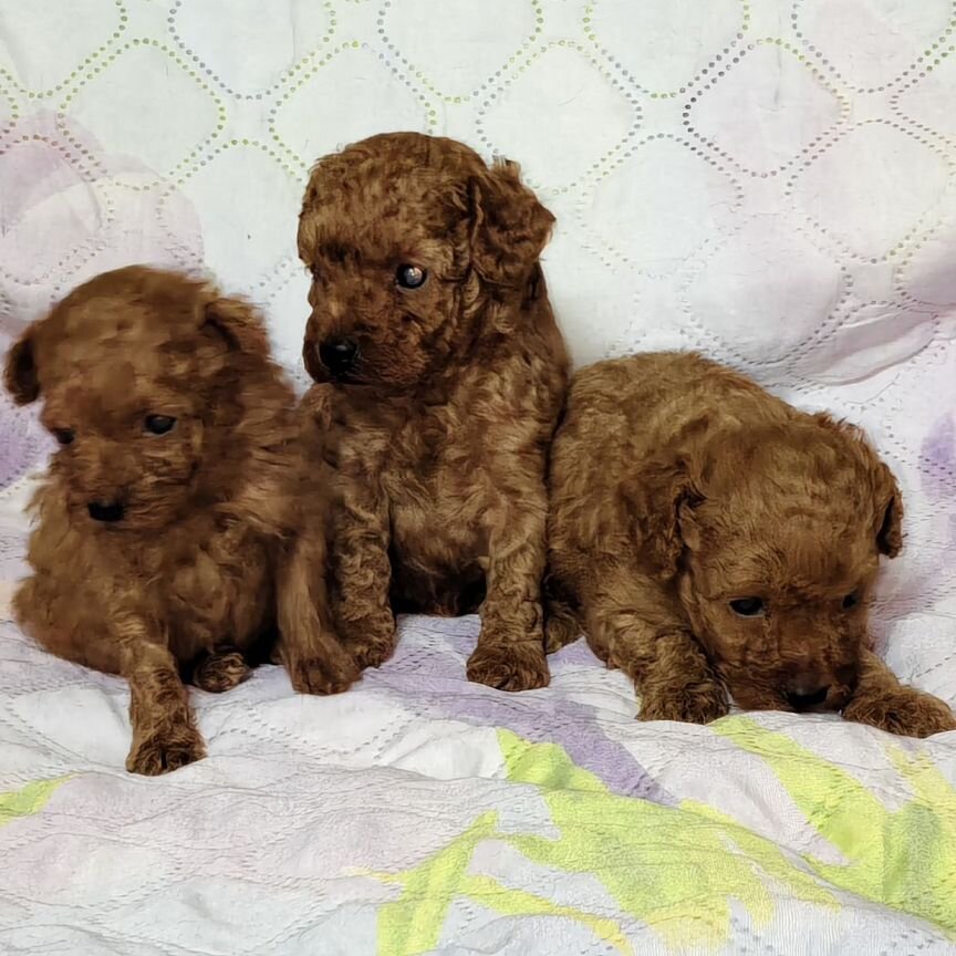 Той-пудель, щенок