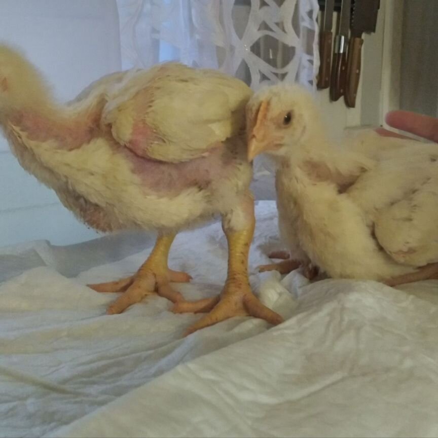 Бройлер кобб-500