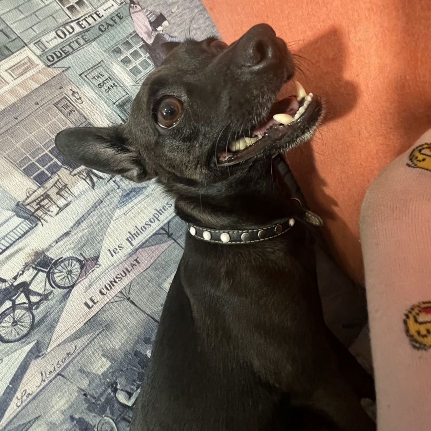 Русский той-терьер, взрослая собака